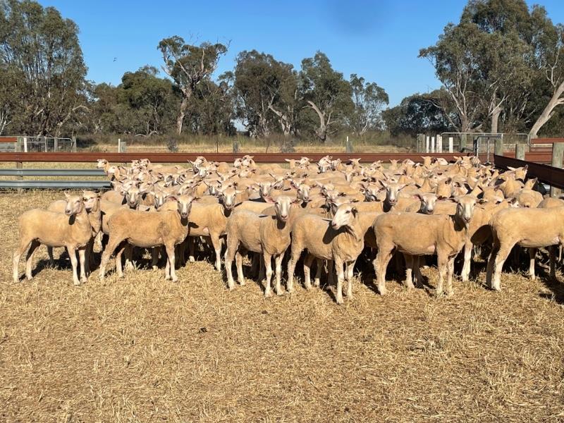 Pen 205-207 - 140 Ewe Lambs | AuctionsPlus