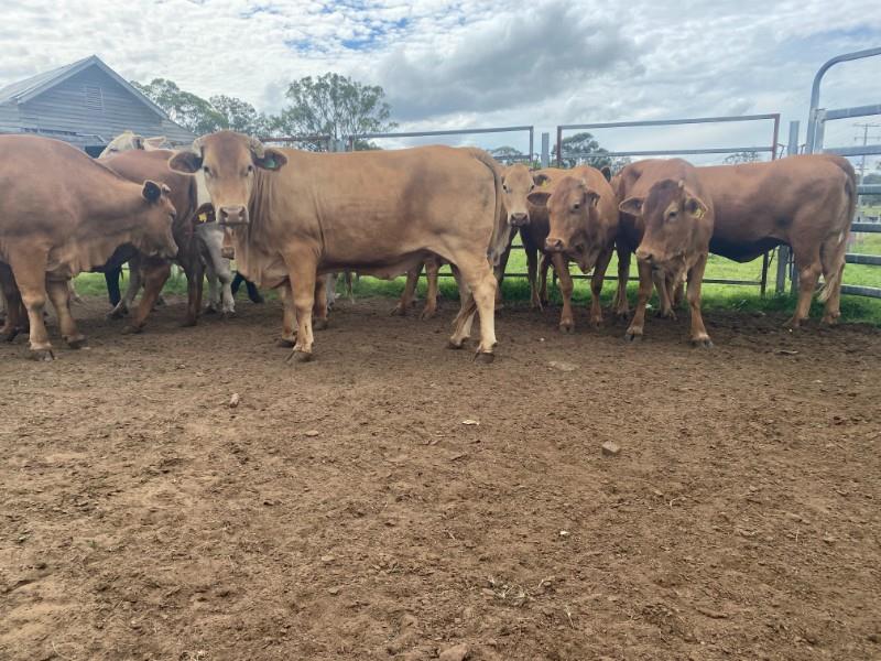 Lot 529 - 14 PTIC Cows | AuctionsPlus