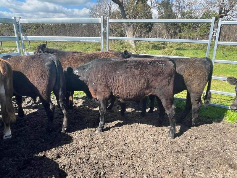 Lot 112 - 8 Unweaned Steers | AuctionsPlus