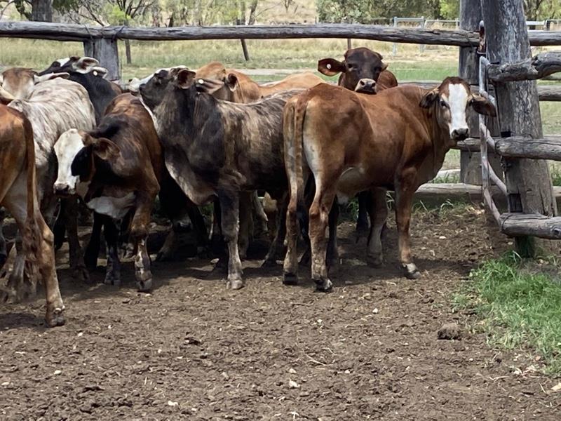 Lot 141 - 20 Weaned Steers | AuctionsPlus