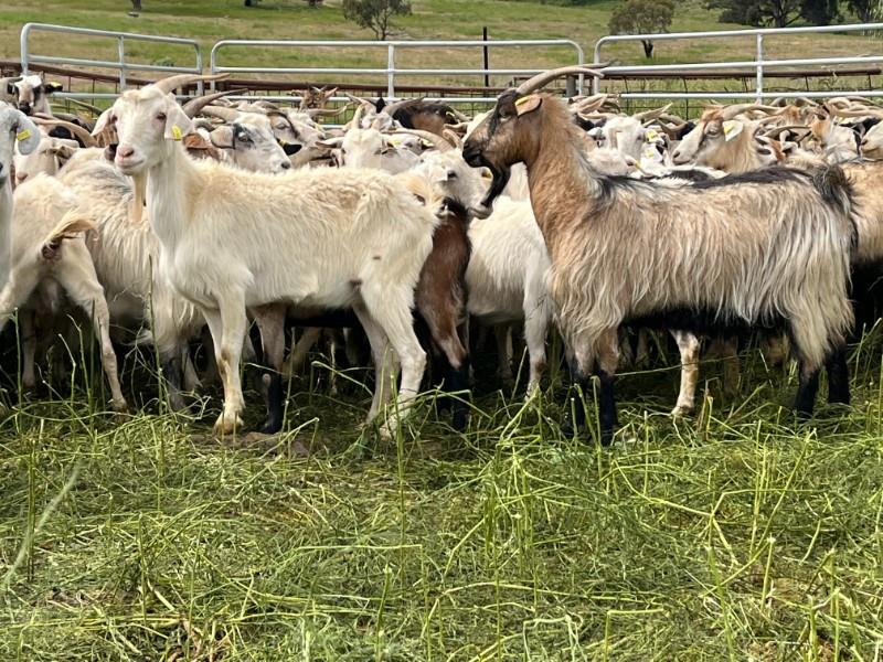 Lot 821 - 150 Goats - Does | AuctionsPlus