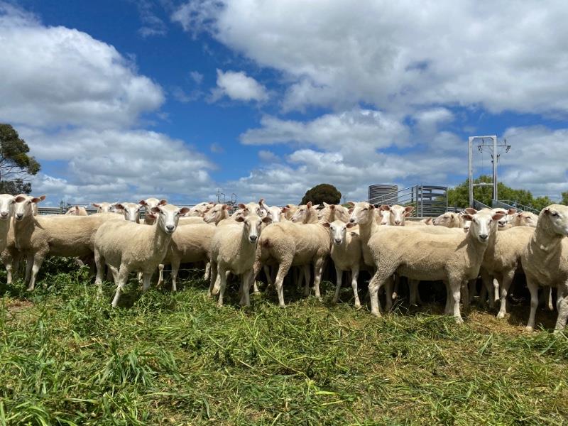 Lot 13 - 100 Ewes | AuctionsPlus