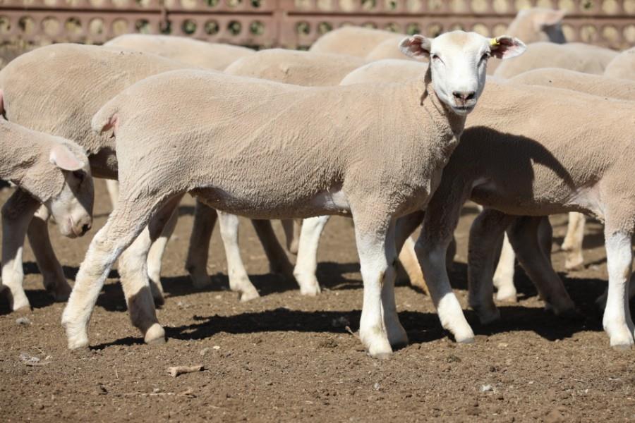 Lot 378 - 300 Future Breeder Ewe Lambs | AuctionsPlus