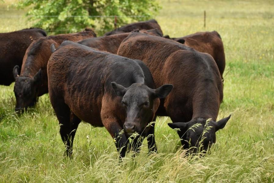 Lot 260 - 14 Unweaned Heifers | AuctionsPlus