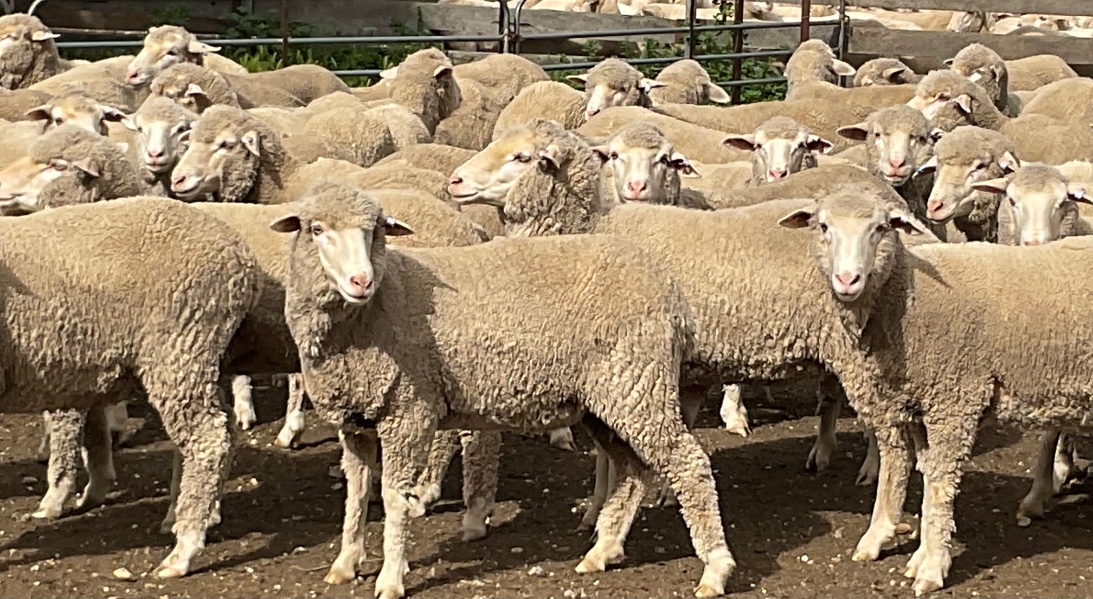 Lot 2 - 153 Future Breeder Ewe Hoggets | AuctionsPlus
