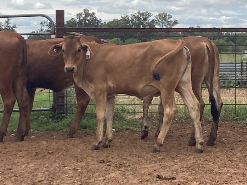 Lot 325 - 23 Weaned Heifers | AuctionsPlus