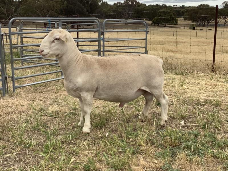 Lot 13 - 1 Stud Ram | AuctionsPlus