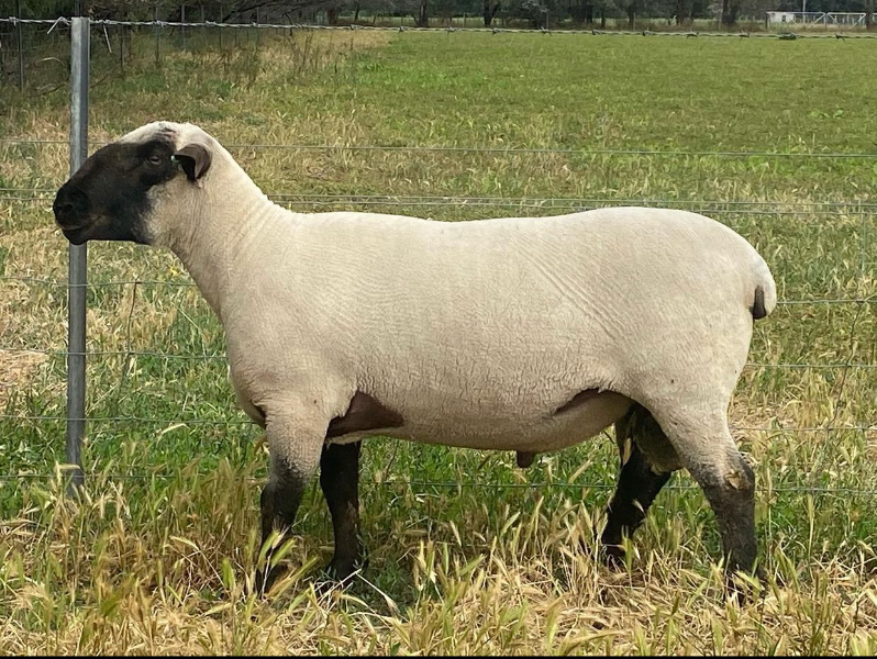 Lot 427 - 1 Stud Ram | AuctionsPlus