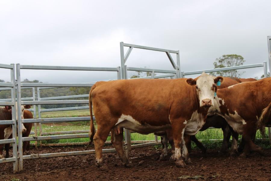 Lot 150 - 10 Station Mated Cows & 11 Calves | AuctionsPlus