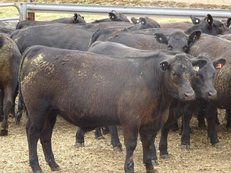 Lot 2 - 68 Steer Vealers | AuctionsPlus
