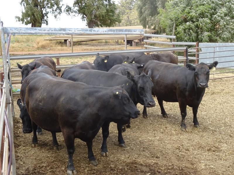 Lot 80 - 28 Slaughter Cows | AuctionsPlus