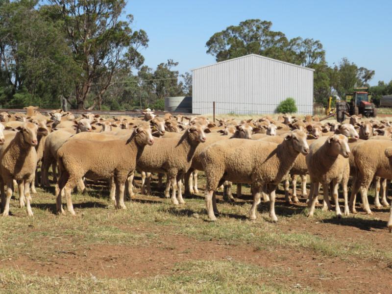 Lot 745 - 318 Future Breeder Ewe Lambs | AuctionsPlus