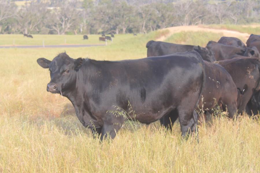 Lot 28 - 5 Weaned Steers | AuctionsPlus