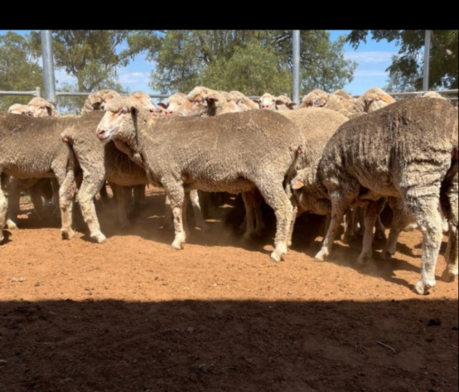 Pen 866 - 160 NSM Ewes | AuctionsPlus