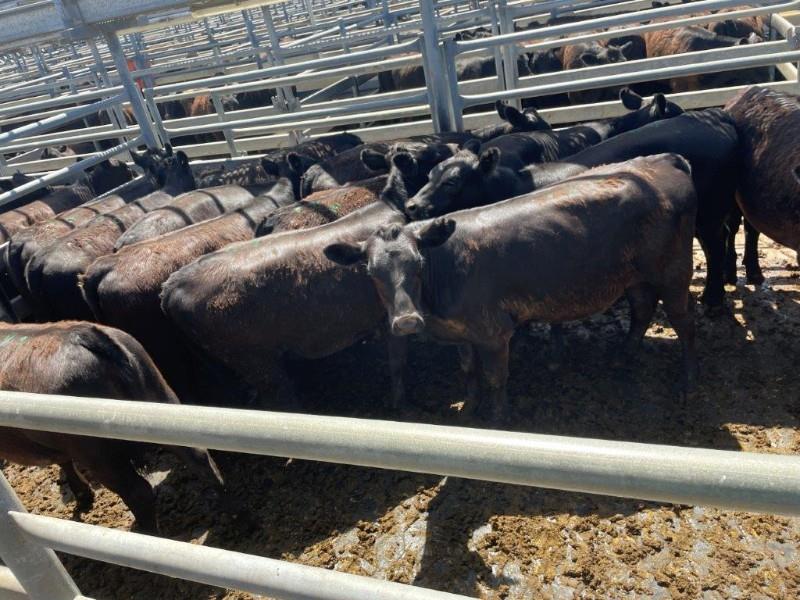 Pen 141 - 13 Angus Weaner Heifer 300kg (Total 3895kg) | AuctionsPlus