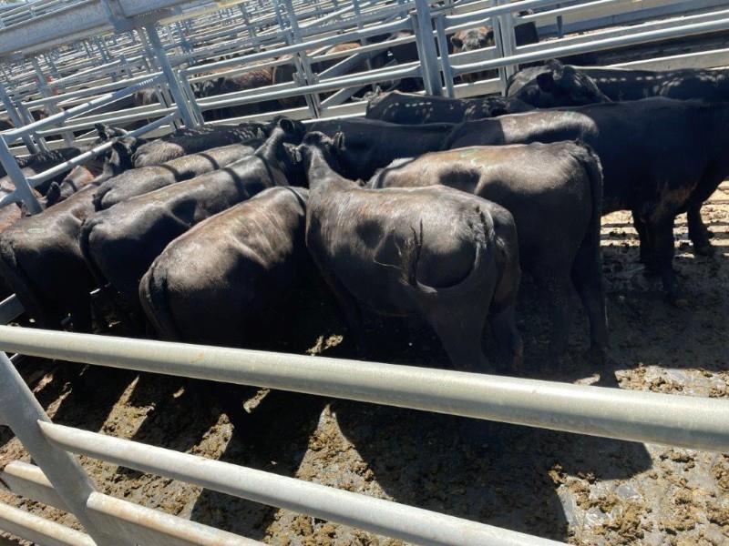 Pen 142 - 12 Angus Weaner Heifer 333kg (Total 3995kg) | AuctionsPlus