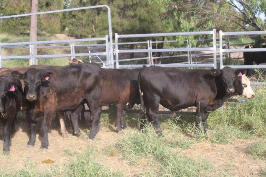 Lot 134 - 65 Yearling Steers | AuctionsPlus