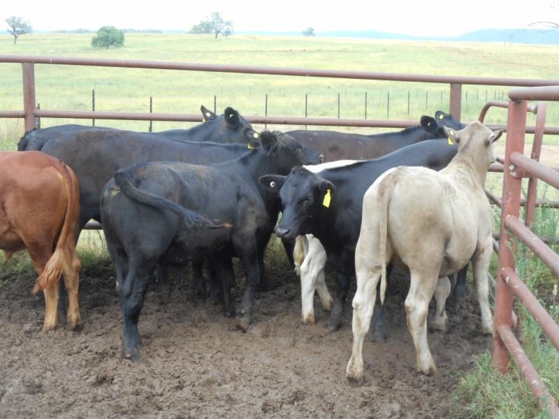 Lot 188 - 8 Steer Vealers | AuctionsPlus