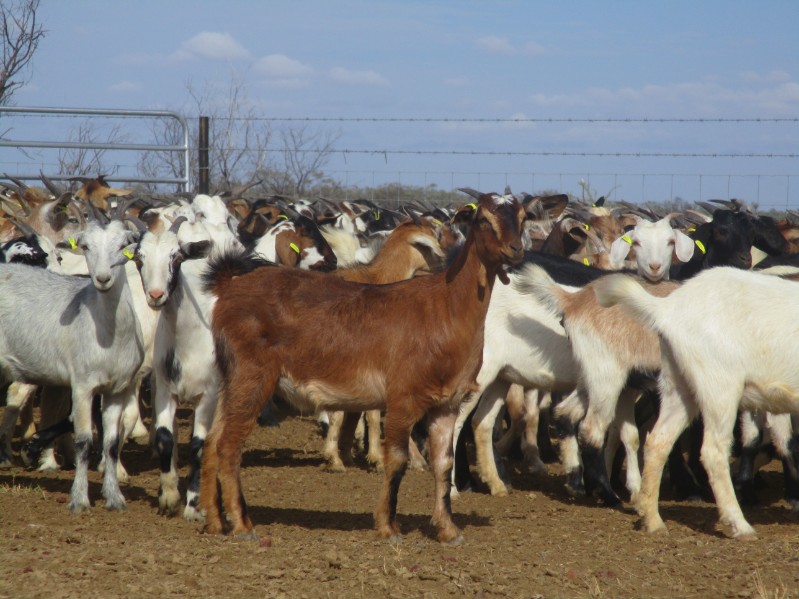 Lot 800 - 640 Goats - Does | AuctionsPlus