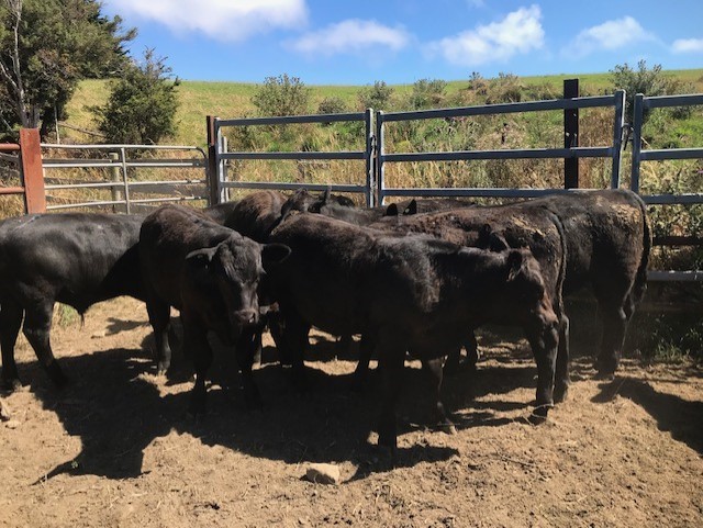 Lot 678 - 10 Unweaned Steers | AuctionsPlus