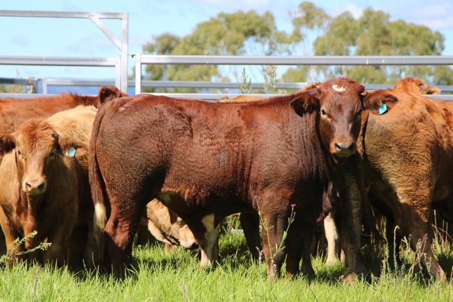Lot 708 - 17 Unweaned Steers | AuctionsPlus