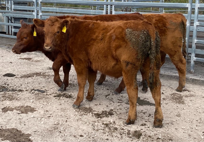 Lot 181 - 20 Unweaned Steers | AuctionsPlus