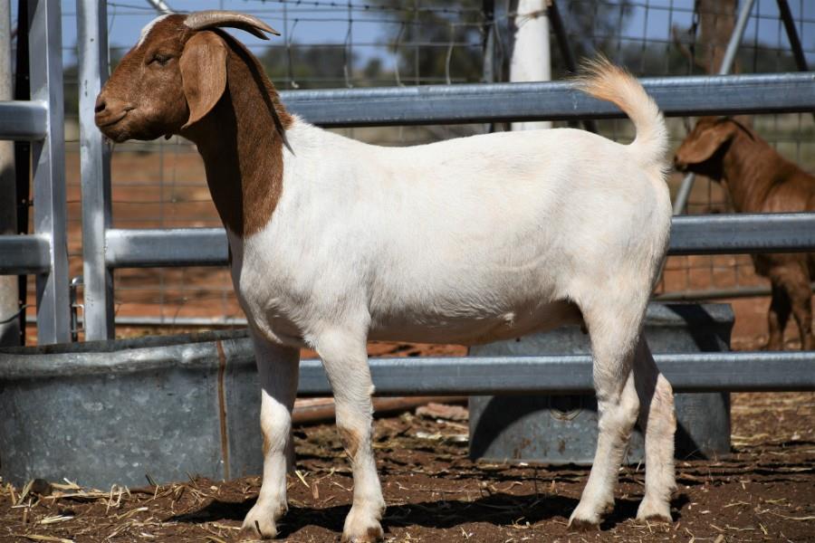 Lot 881 - 8 Goats - Does | AuctionsPlus