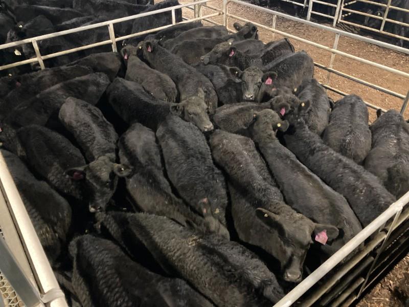 Pen 31 - 27 Angus X Angus Steer 280.6kg (Total 7575kg) | AuctionsPlus