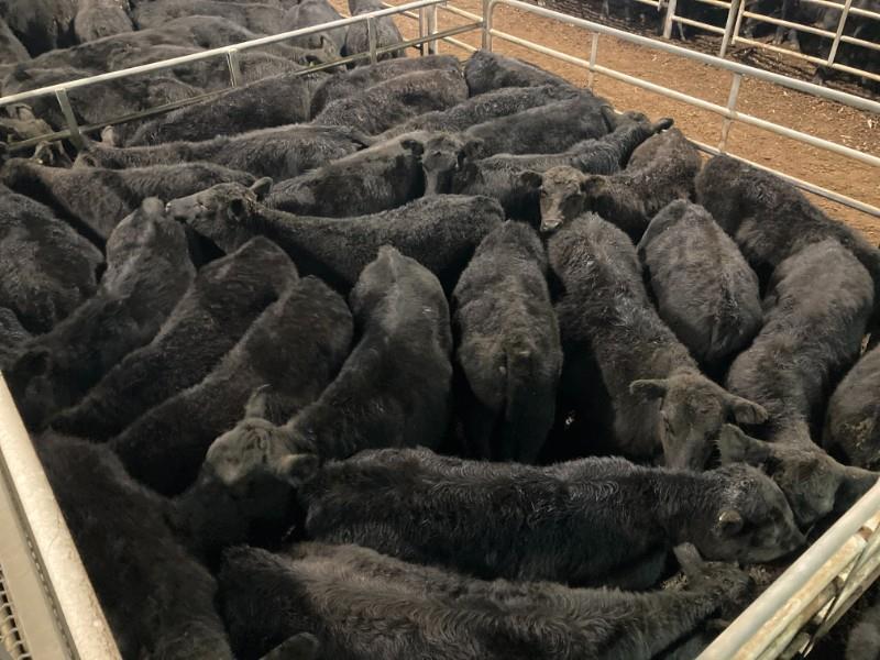 Pen 36 - 27 Angus X Angus Steer 276.3kg (Total 7460kg) | AuctionsPlus
