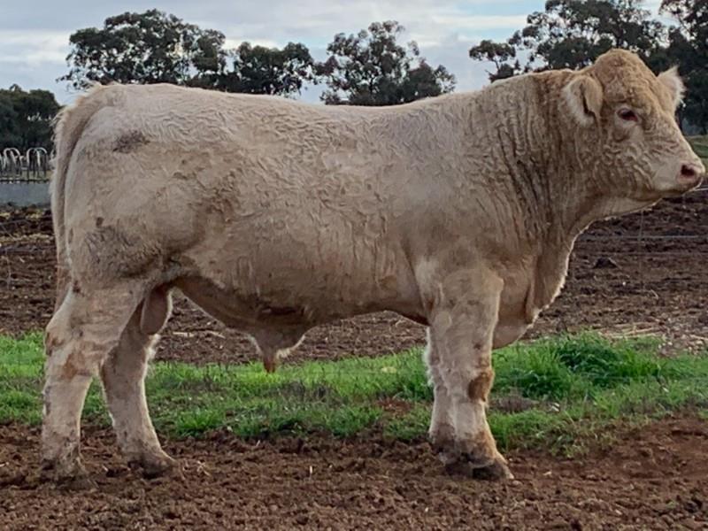 Lot 899 - 1 Stud Bull | AuctionsPlus