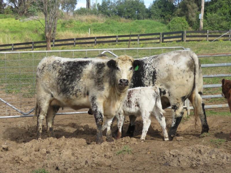 Lot 898 - 5 Heifers & 5 Calves | AuctionsPlus