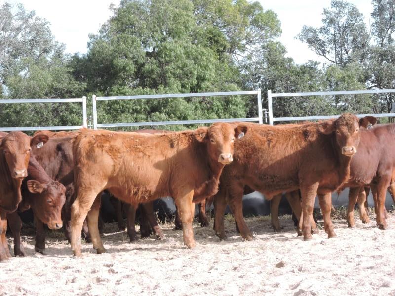 Lot 616 - 76 Weaned Steers | AuctionsPlus