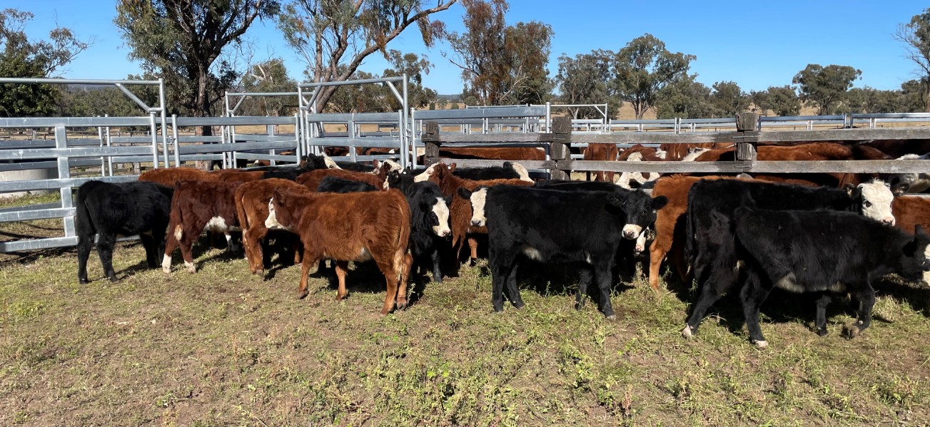 Lot 464 - 23 Unweaned Heifers | AuctionsPlus