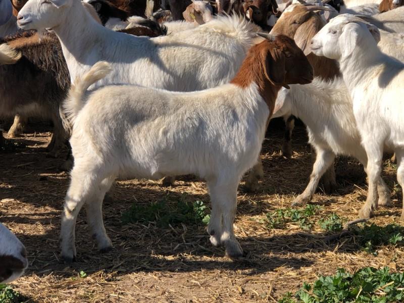 Lot 370 - 100 Goats - Does | AuctionsPlus