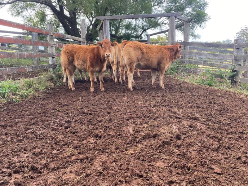 Lot 686 - 7 Unweaned Heifers | AuctionsPlus