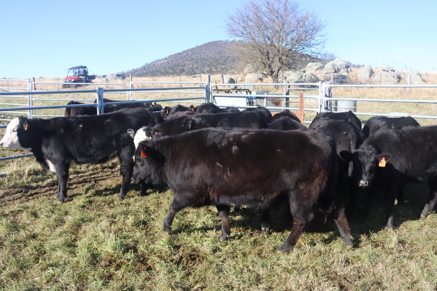 Lot 847 - 16 Weaned Heifers | AuctionsPlus
