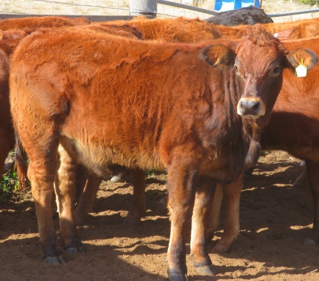Lot 716 - 38 Unweaned Heifers | AuctionsPlus