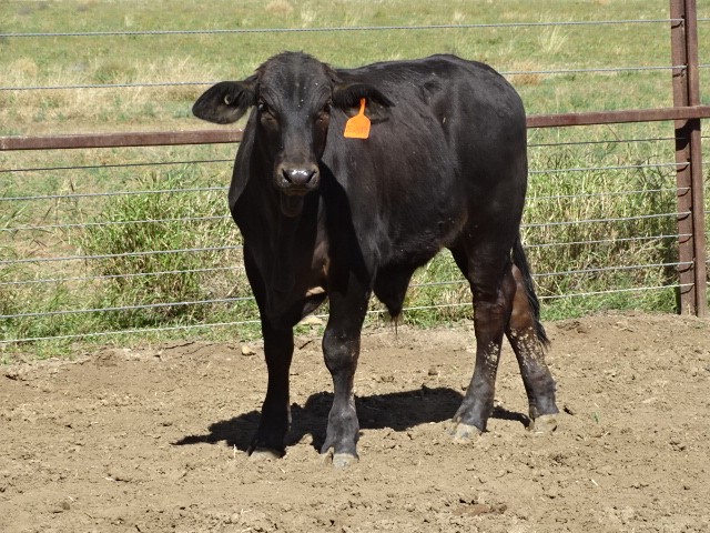 Lot 702 - 136 Backgrounder Steers | AuctionsPlus