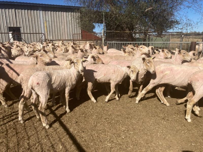 Lot 329 - 120 Ewes | AuctionsPlus