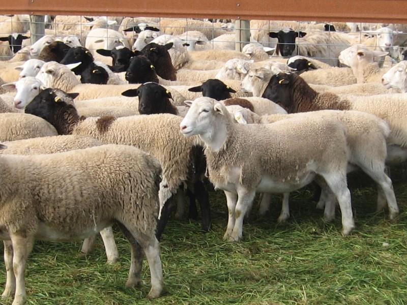 Lot 649 - 270 Station Mated Ewe Lambs | AuctionsPlus