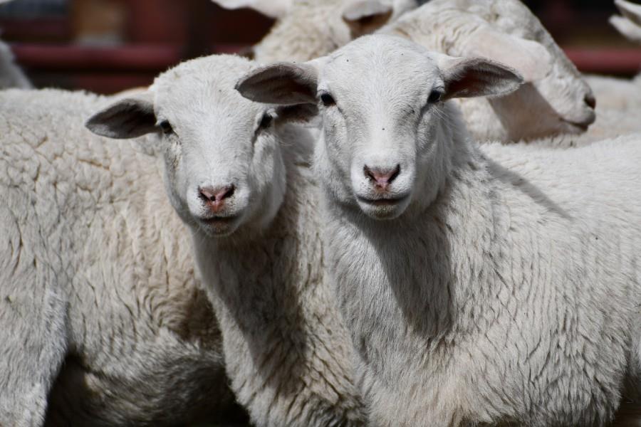 57 Store Wether Lambs | AuctionsPlus