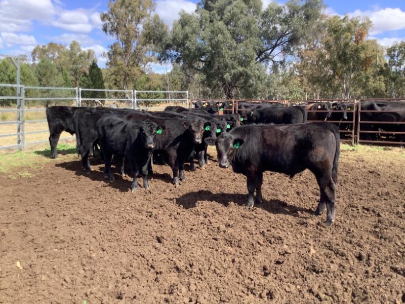 Lot 729 - 14 Unweaned Steers | AuctionsPlus