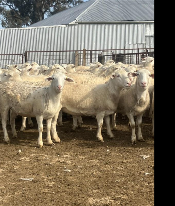 Lot 127 - 52 Future Breeder Ewe Lambs | AuctionsPlus