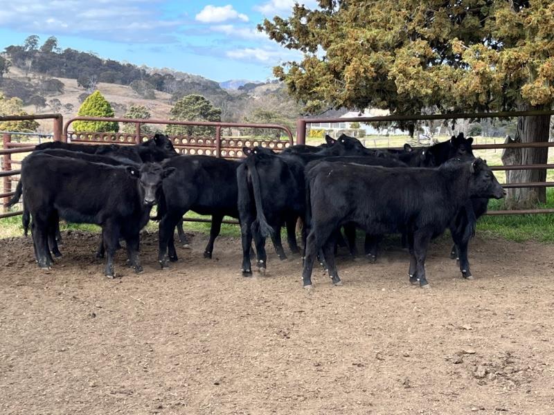 Lot 343 - 12 Unweaned Heifers | AuctionsPlus