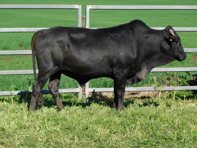 Lot 39 - 1 Stud Bull | AuctionsPlus