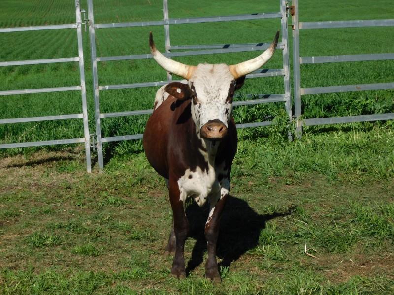Lot 41 - 1 Stud Bull | AuctionsPlus