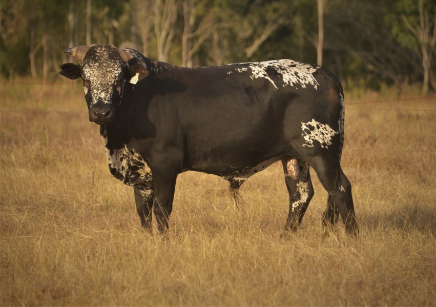 Lot 27 - 1 Bull | AuctionsPlus