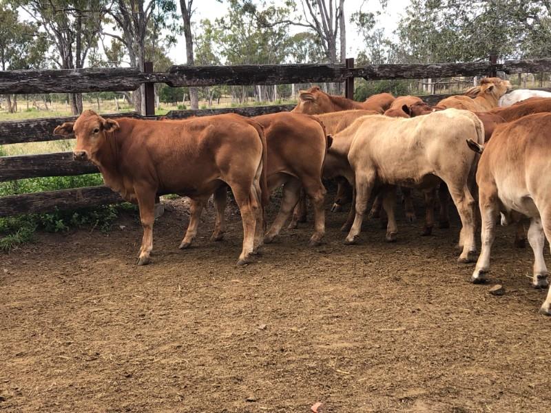Lot 309 - 114 Backgrounder Steers | AuctionsPlus