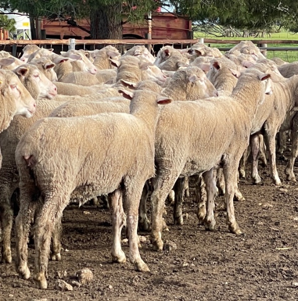 Pen 18 - 155 Future Breeder Ewe Hoggets | AuctionsPlus