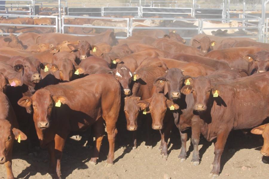 Lot 495 - 72 PTIC Heifers | AuctionsPlus